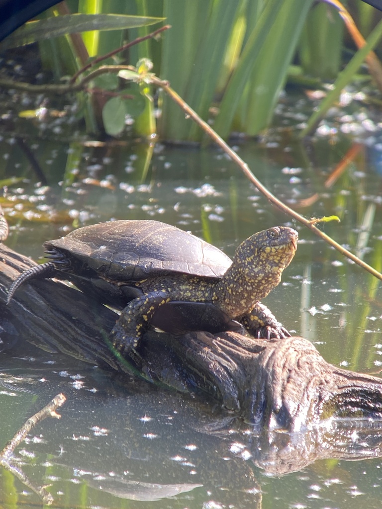 European Pond Turtle in April 2023 by mendor · iNaturalist