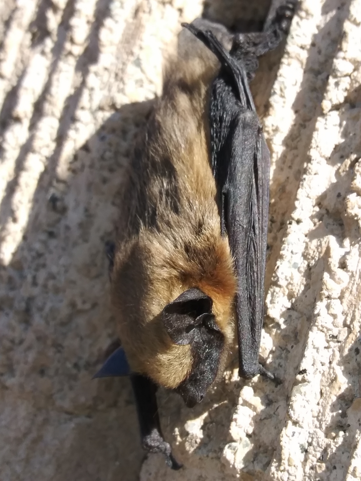 Parastrellus hesperus (H.Allen, 1864)