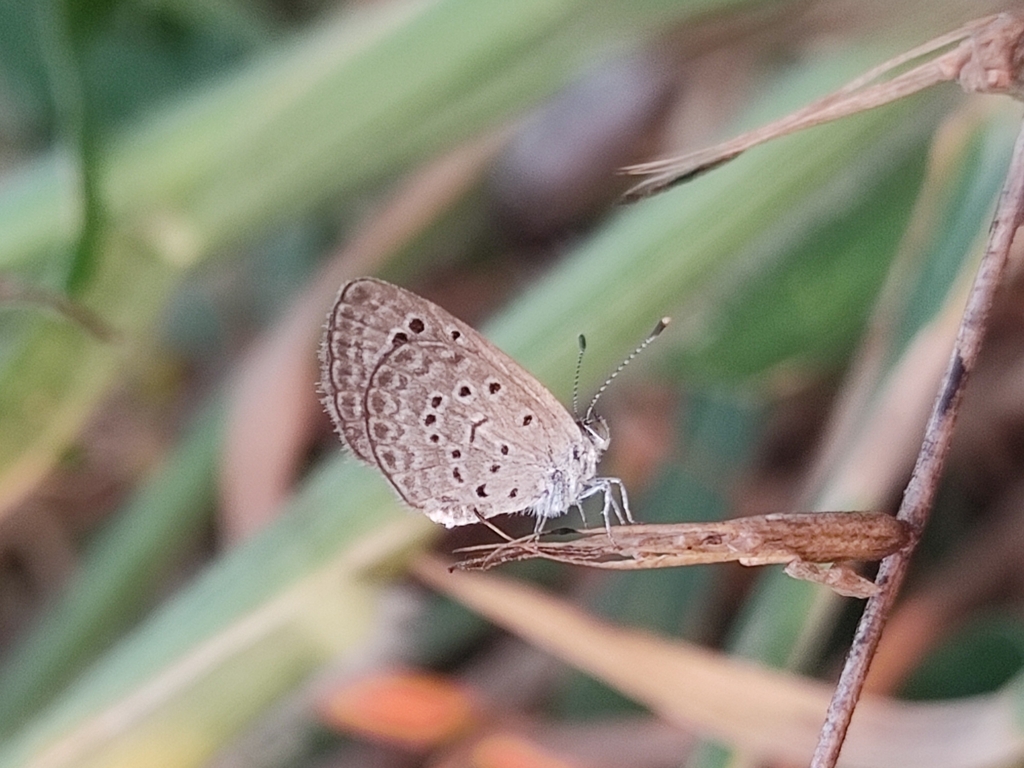 Dark Grass Blue from Njaliankuzhi, Pongamthanam, Vakathanam, Kerala ...