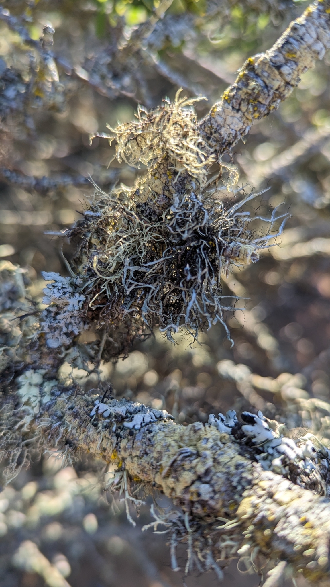 Leucodermia leucomelos (L.) Kalb