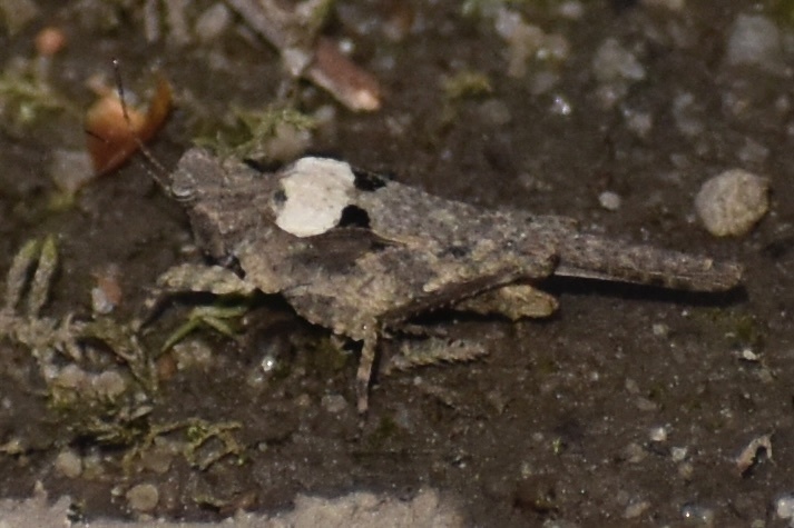 Ornate Pygmy Grasshopper from Tuckahoe State Park, Queen Anne, MD, US ...