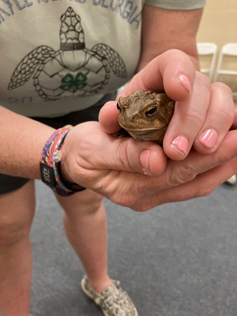 North American Toads from Jekyll Island State Park, Jekyll Island, GA ...