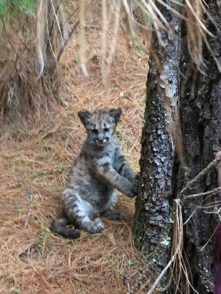 Mountain Lion from Estación Toro Muerto, Gro., México on November 20 ...