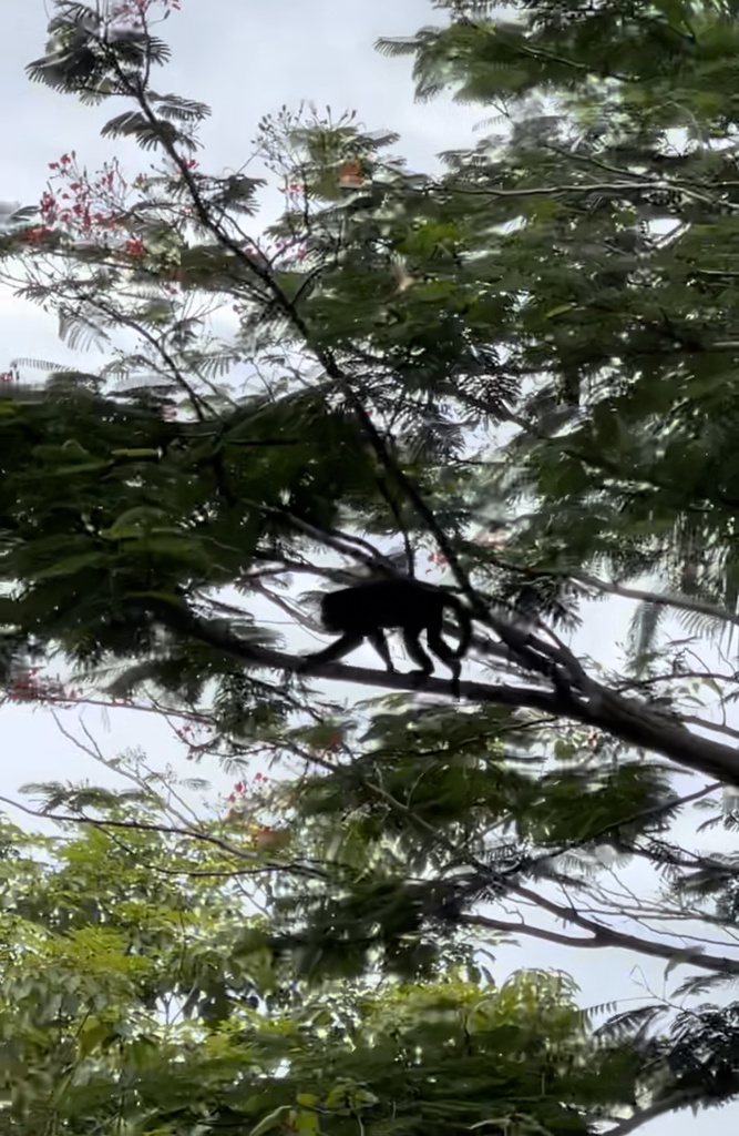 Mantled Howler Monkey from Alameda 1, San Jose, San Jose, CR on August ...