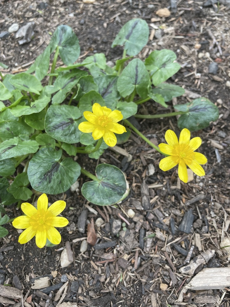 lesser celandine from Long Island, New York, NY, US on April 06, 2023 ...