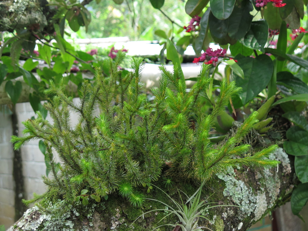 hanging clubmoss from Tequecholapa, Ver., México on October 11, 2018 at ...
