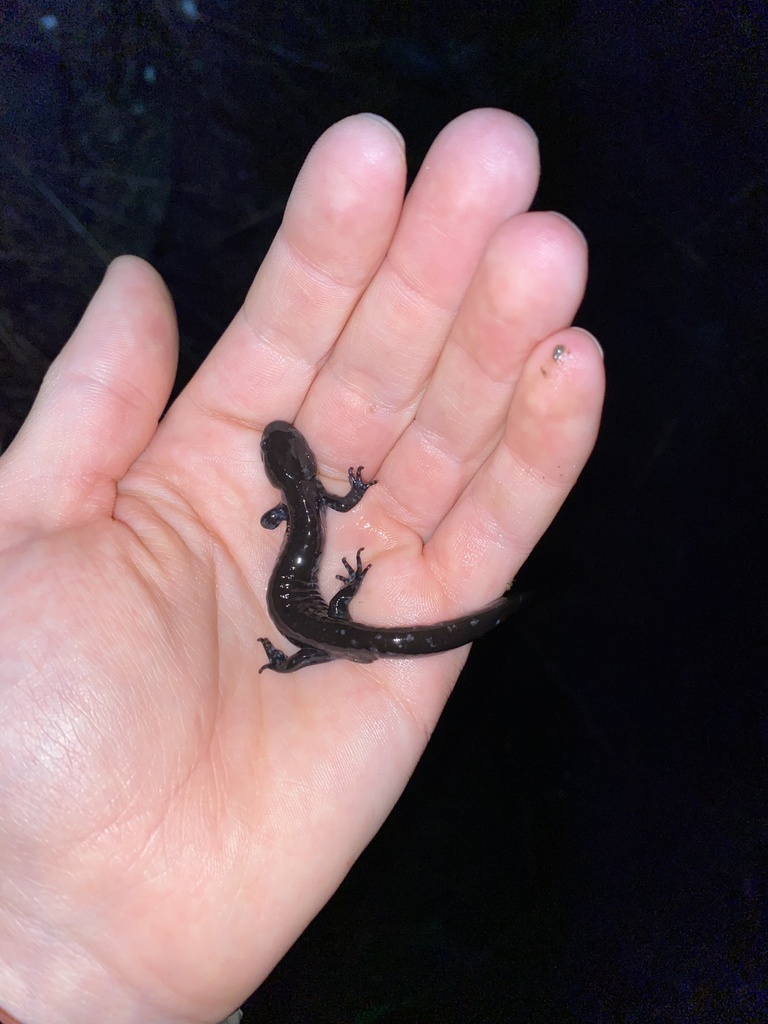 Blue-spotted Salamander in April 2023 by Jacob Bowman. Found in ...