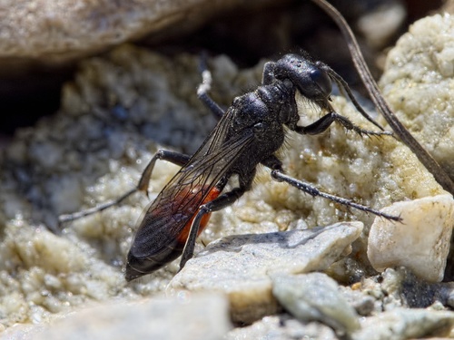 Podalonia alpina · iNaturalist