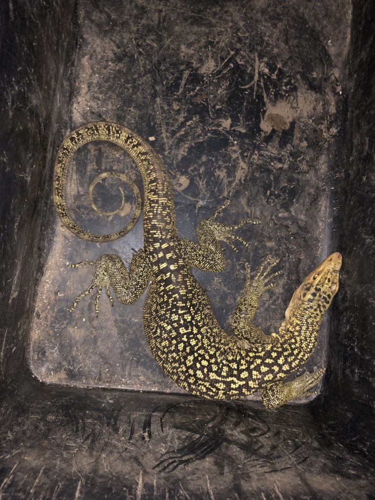 Banggai Island monitor in April 2023 by Alberto G. Nadal. Este varano ...