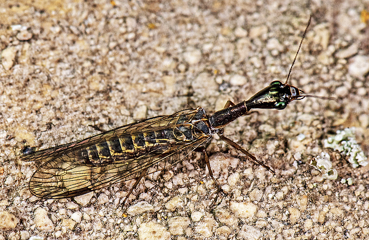 Raphidiidae