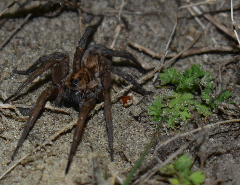 Burrow-living Wolf Spiders from Sussex County, DE, USA on April 5, 2023 ...
