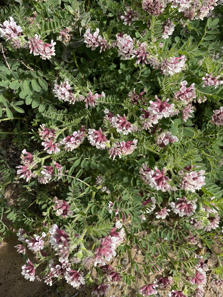Balsam Bird's Foot Trefoil from S F B Morse Botanical Reserve, Pebble ...