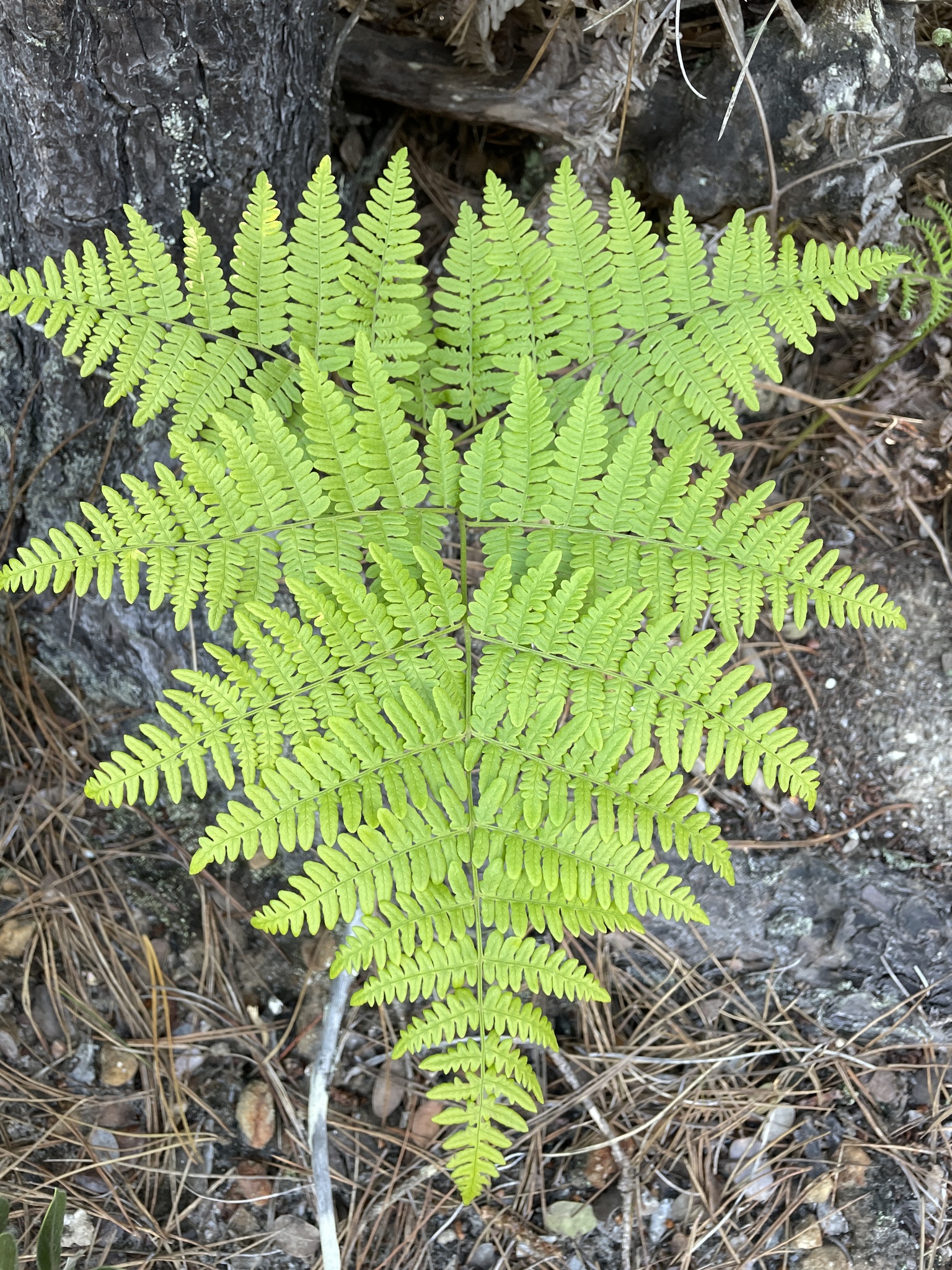 Pteridium aquilinum subsp. pubescens (Underw.) J.A.Thomson, Mickel ...