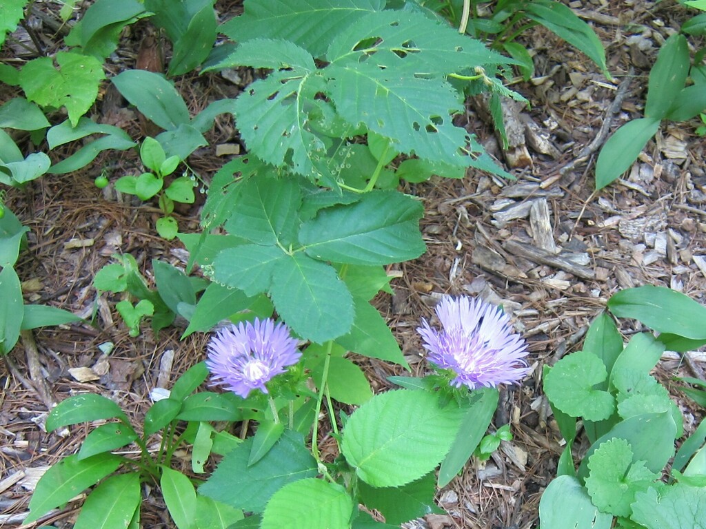 Stokes' aster in July 2013 by rubyheron · iNaturalist