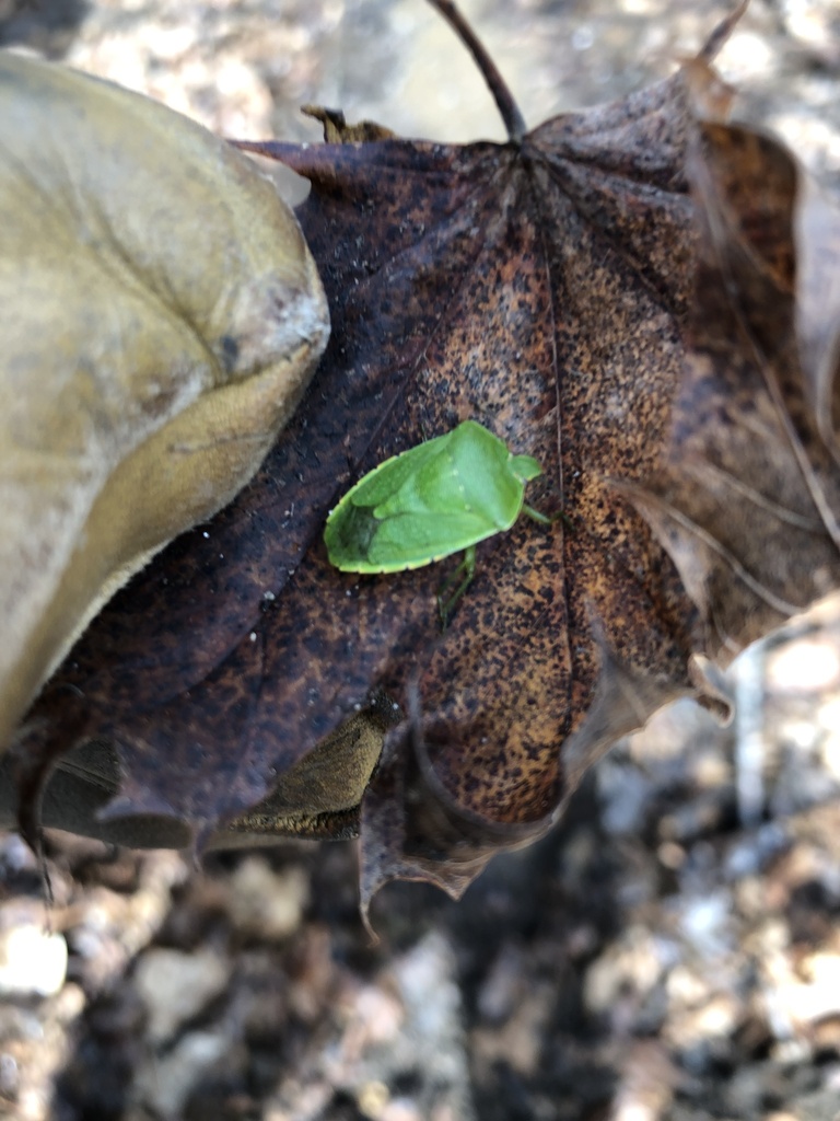 Green Stink Bug from Gravelle Rd, Colchester, VT, US on April 06, 2023 ...