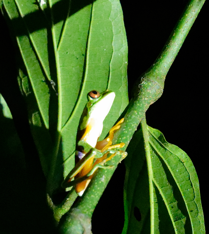 Agalychnis saltator Taylor, 1955