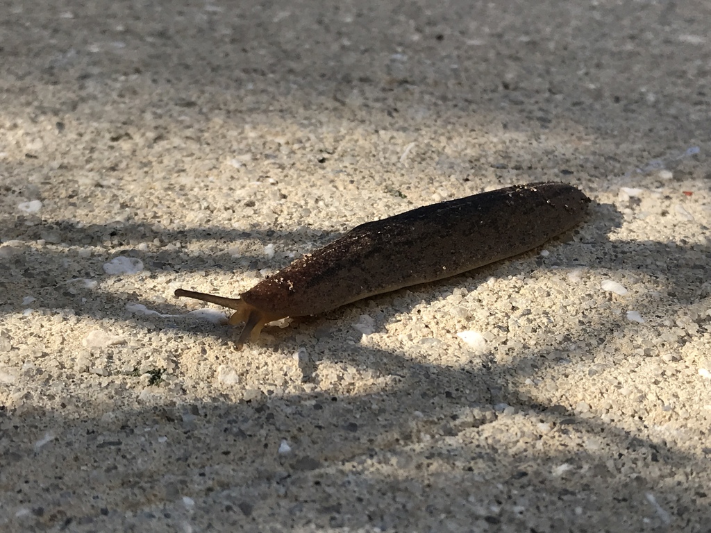 Florida Leatherleaf Slug from 1608 White Dove Ct, Brandon, FL, US on ...