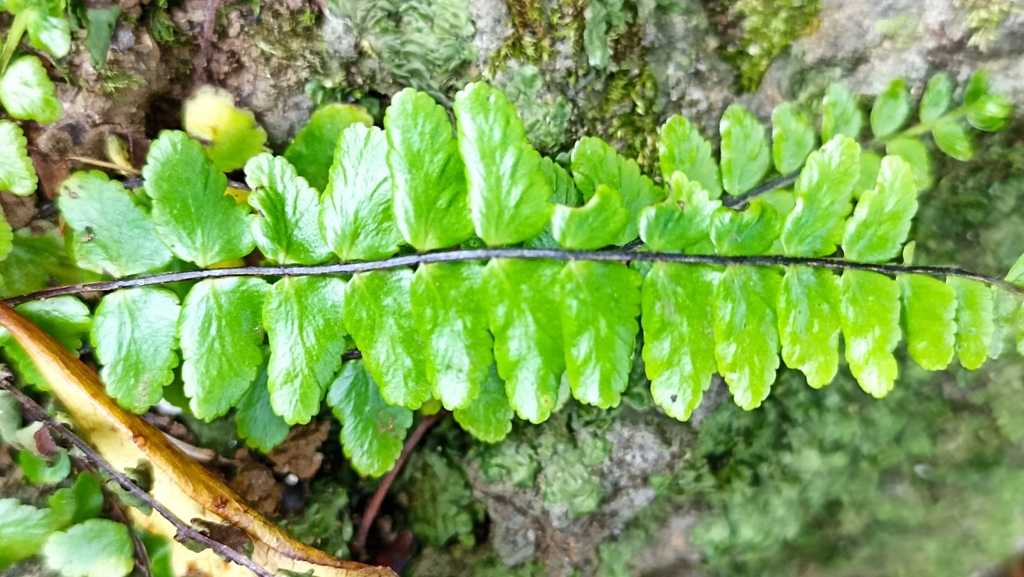 Asplenium azoricum from São Mateus, 9880, Portugal on April 6, 2023 at ...