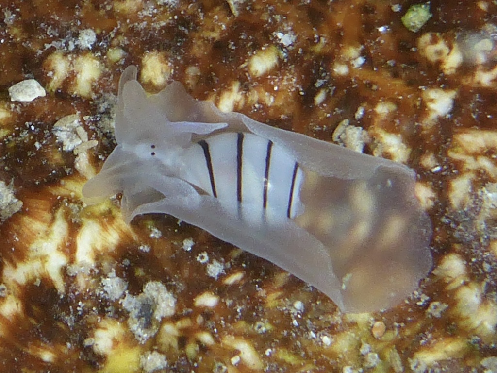 Pink Bubble Snail from North Pacific Ocean, Napili-Honokowai, HI, US on ...