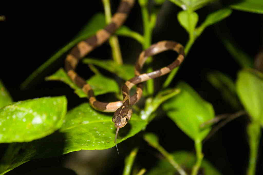 Common Blunt-headed Tree Snake from Stann Creek District, Belize on ...