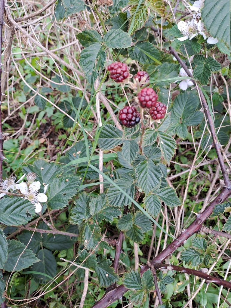 Vigorous Bramble from Genadendal, 7234, South Africa on April 06, 2023 ...