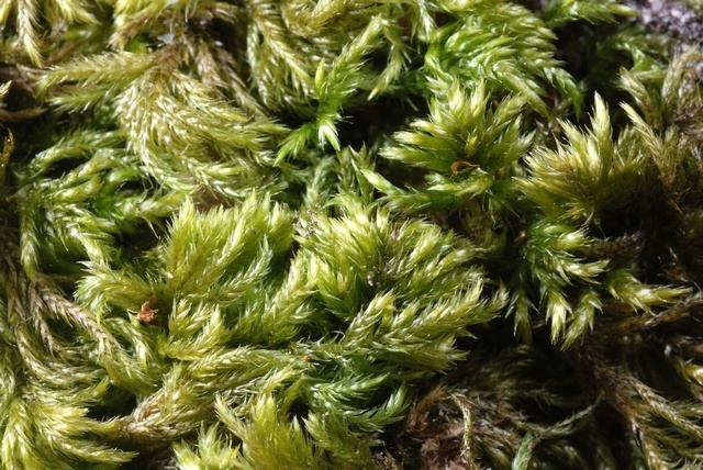 Mouse-tail Moss (Pseudisothecium myosuroides) - Botanical Realm