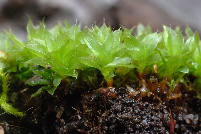 Capillary Thread-moss (Fungi and Lichen, Mosses, Liverworts, Red Algae ...