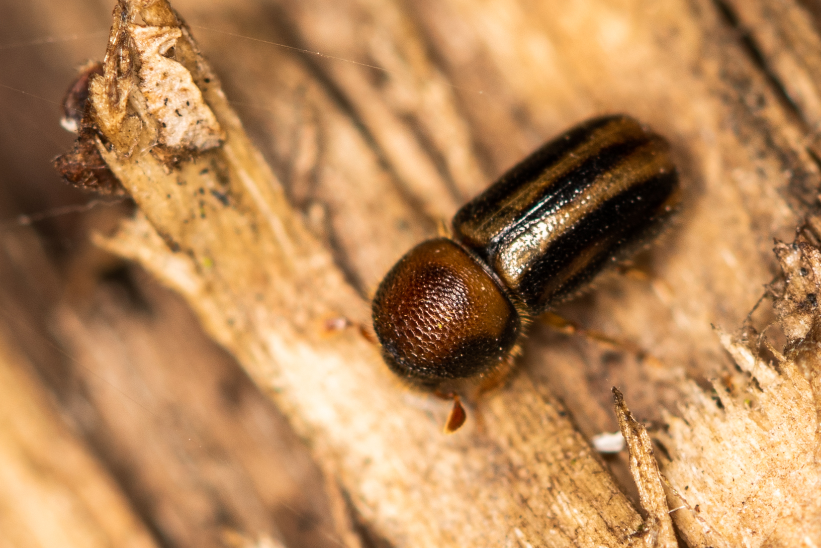 Trypodendron signatum (J.C.Fabricius, 1792)