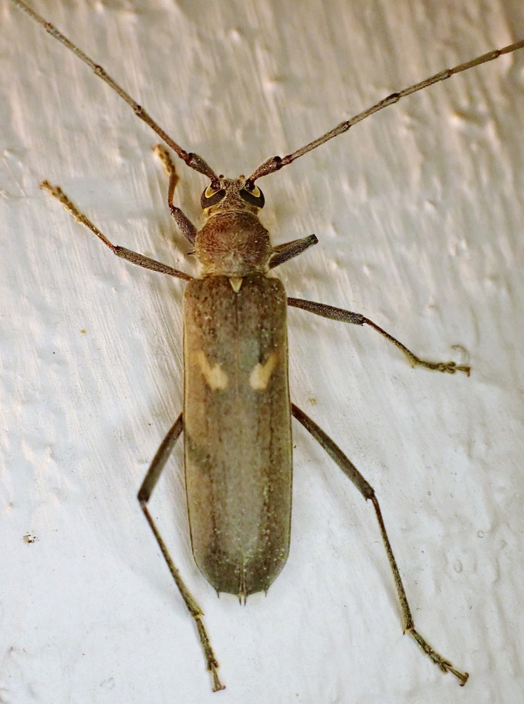 Banded Hickory Borer from Silverleaf Terrace, Richmond, VA 23236, USA ...