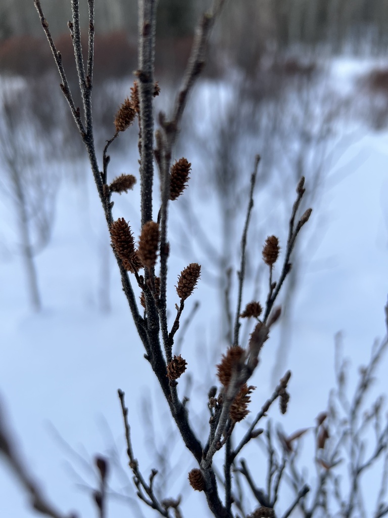 dwarf resin birch in January 2022 by vulpesmacroura · iNaturalist