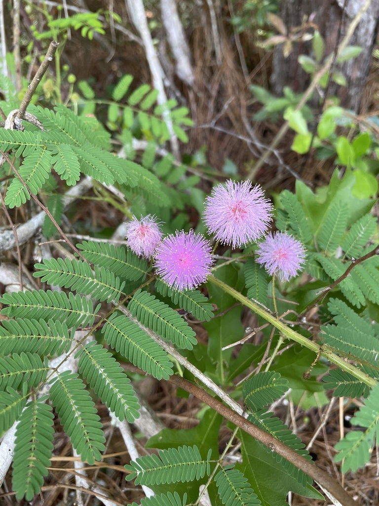 littleleaf sensitive-briar from MGCCC - Jackson County Campus, Gautier ...