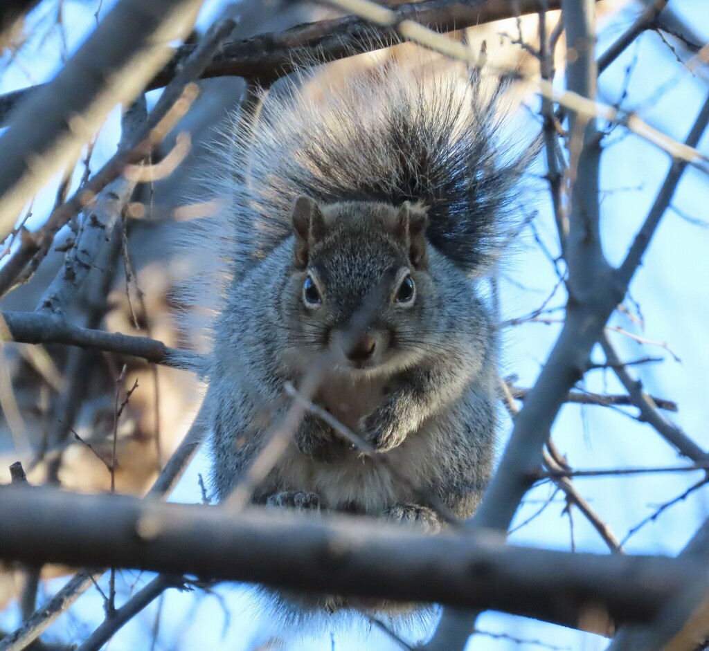 Arizona Gray Squirrel from 150 Blue Heaven Road, Patagonia, AZ 85624 ...