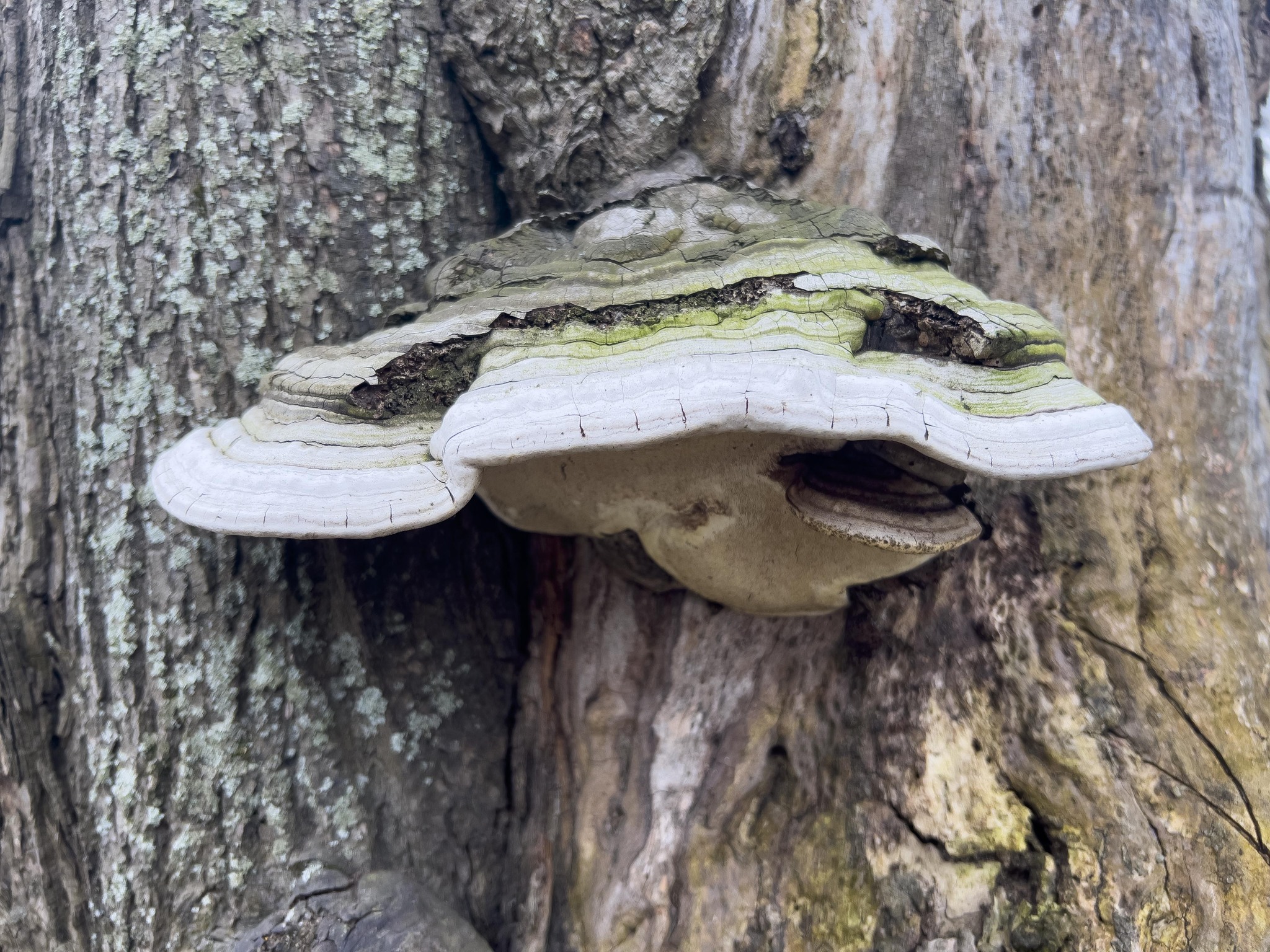 Ganoderma megaloma (Lév.) Bres.