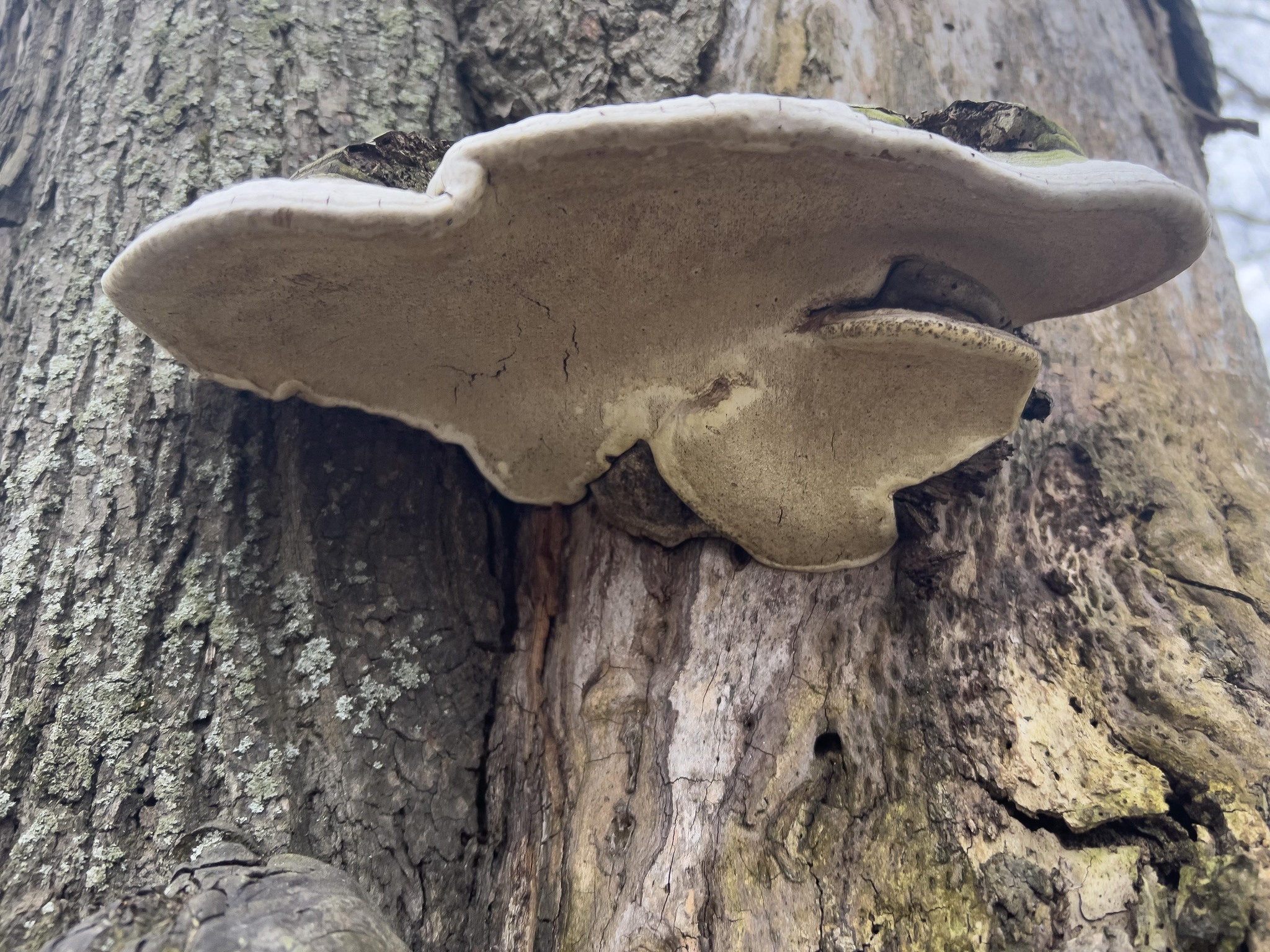Ganoderma megaloma (Lév.) Bres.