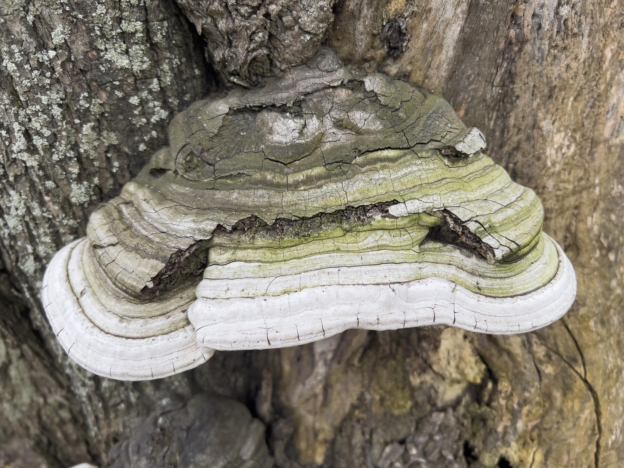 Ganoderma megaloma (Lév.) Bres.