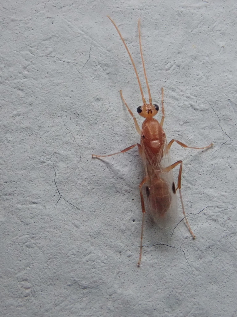 Typical Ponerine Ants from Virgen Del Huerto, Asuncion, Paraguay on ...