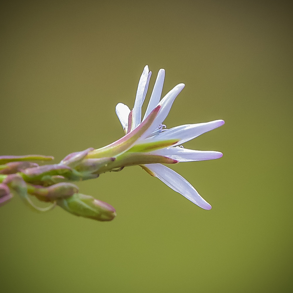 African Lettuce (Lactuca inermis) - Botanical Realm