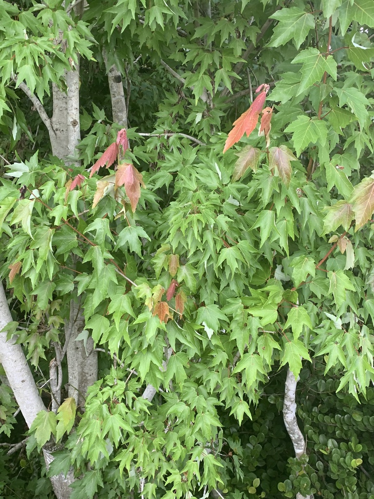 red maple from Everglades National Park, Homestead, FL, US on April 6 ...