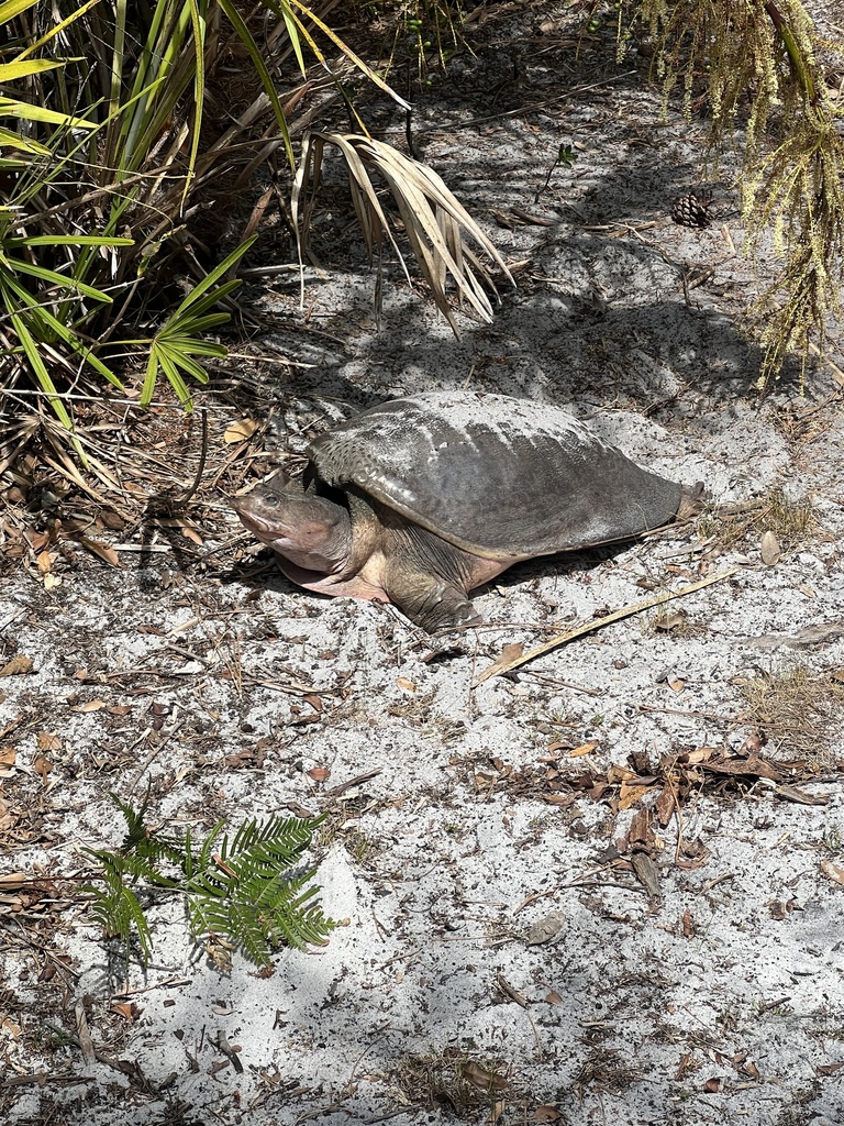 Florida Softshell Turtle from Frederick Small Rd, Jupiter, FL, US on ...