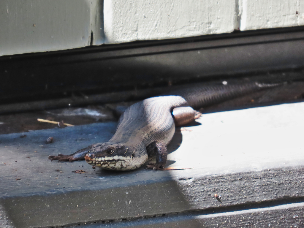 Tree Skink from Boondall, Queensland, Australia on April 05, 2023 at 11 ...