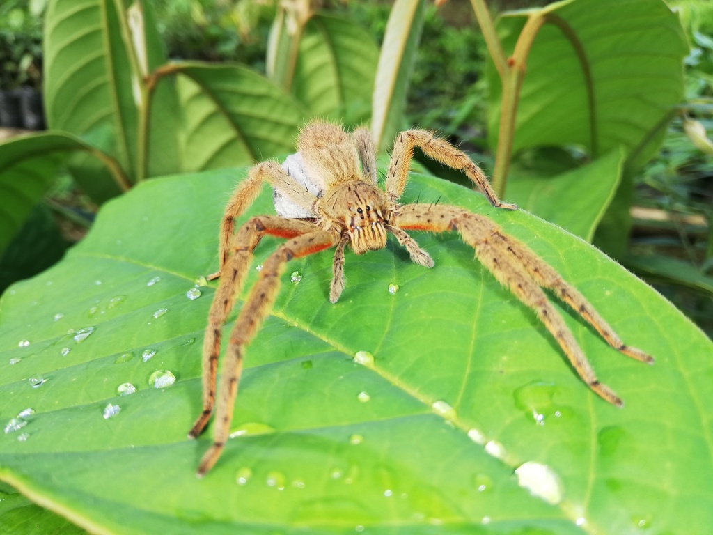 Red-thighed Bromeliad Spider from Riosucio, Caldas, Colombia on April ...