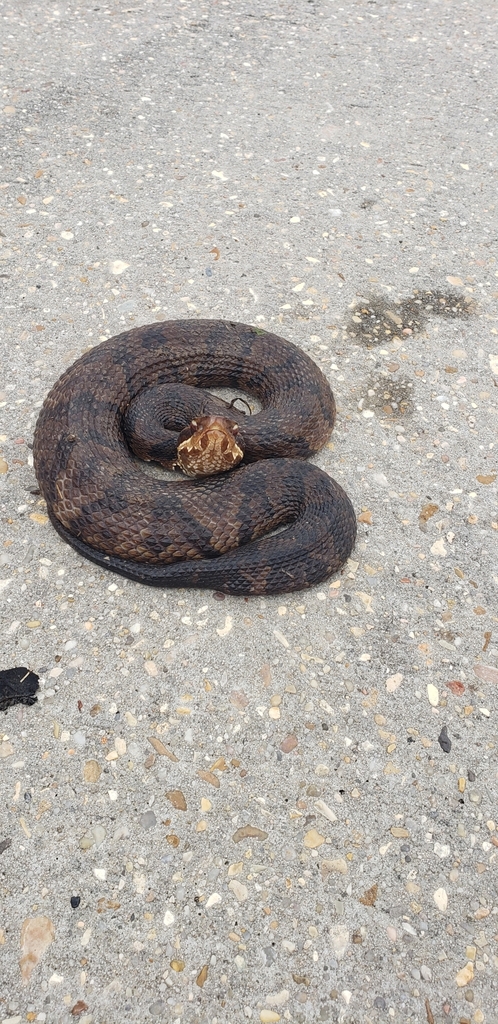 Northern Cottonmouth from Zachary, LA 70791, USA on April 06, 2023 at ...