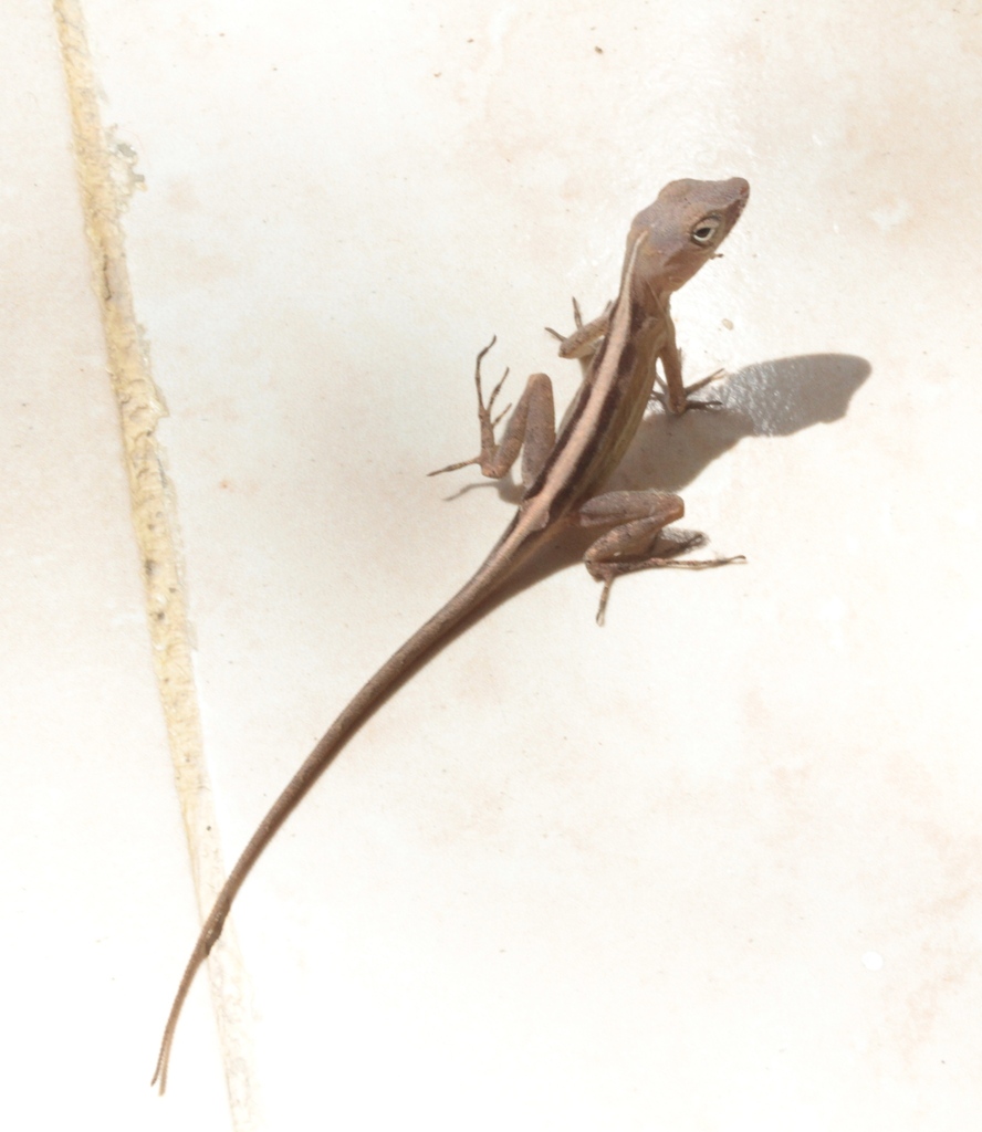 Southern Stout Anole from Port-a-Piment on April 6, 2023 at 11:11 AM by ...
