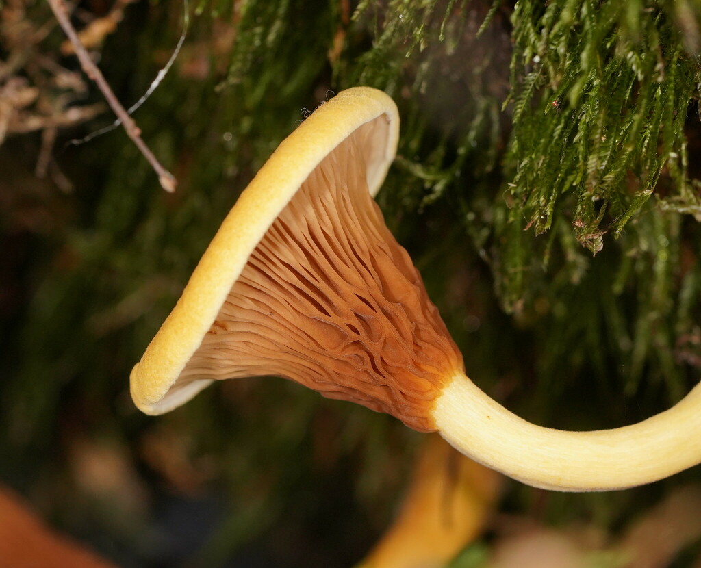Austropaxillus from Ada VIC 3833, Australia on April 03, 2023 at 11:06 ...