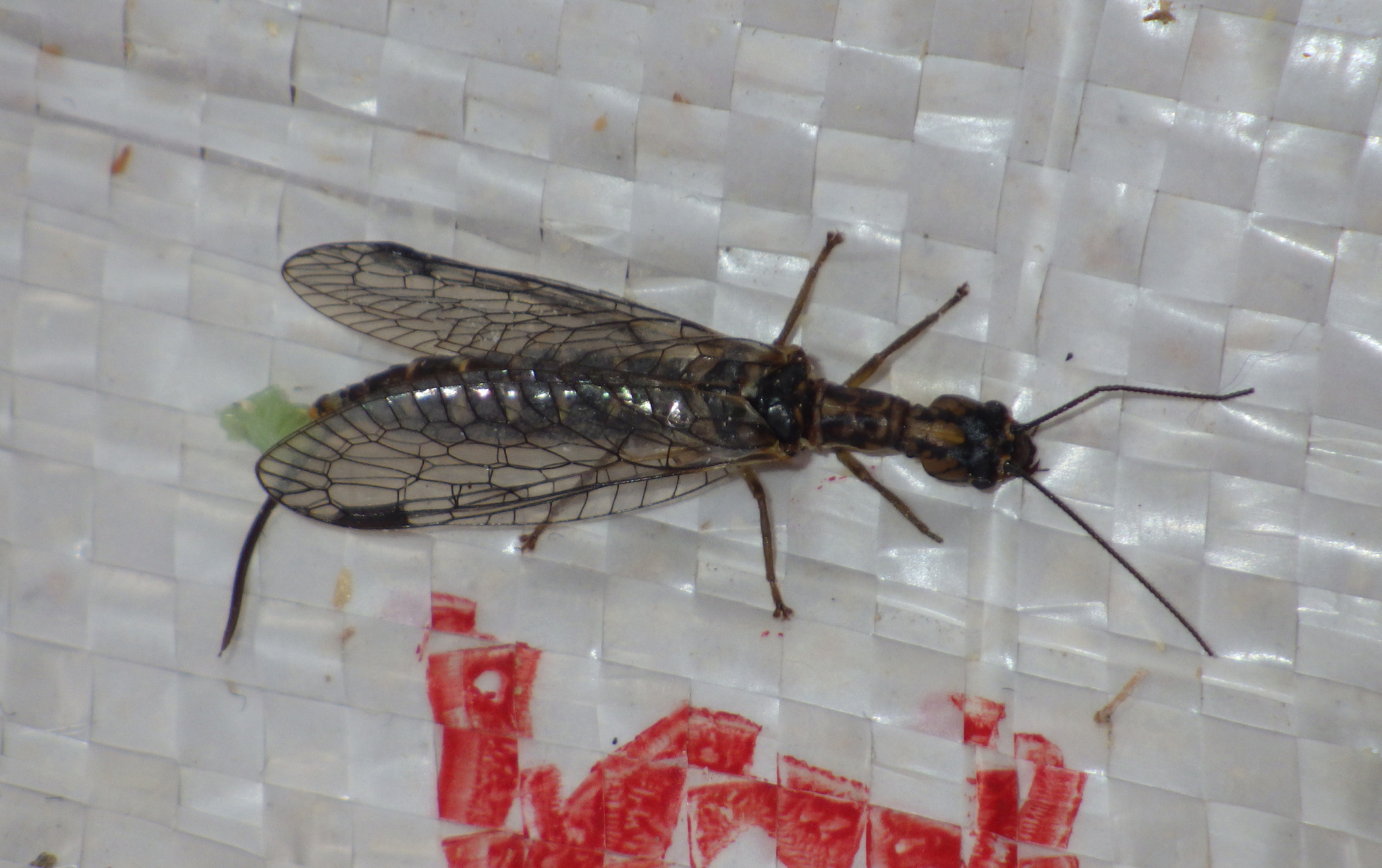 Raphidioptera