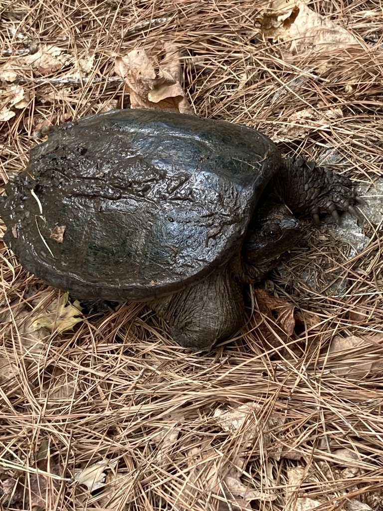 Common Snapping Turtle from Eastern Neck Island, Rock Hall, MD, US on ...