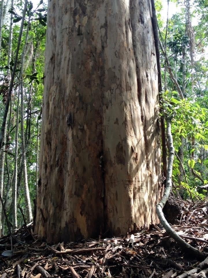 (Libidibia ferrea parvifolia) - Botanical Realm