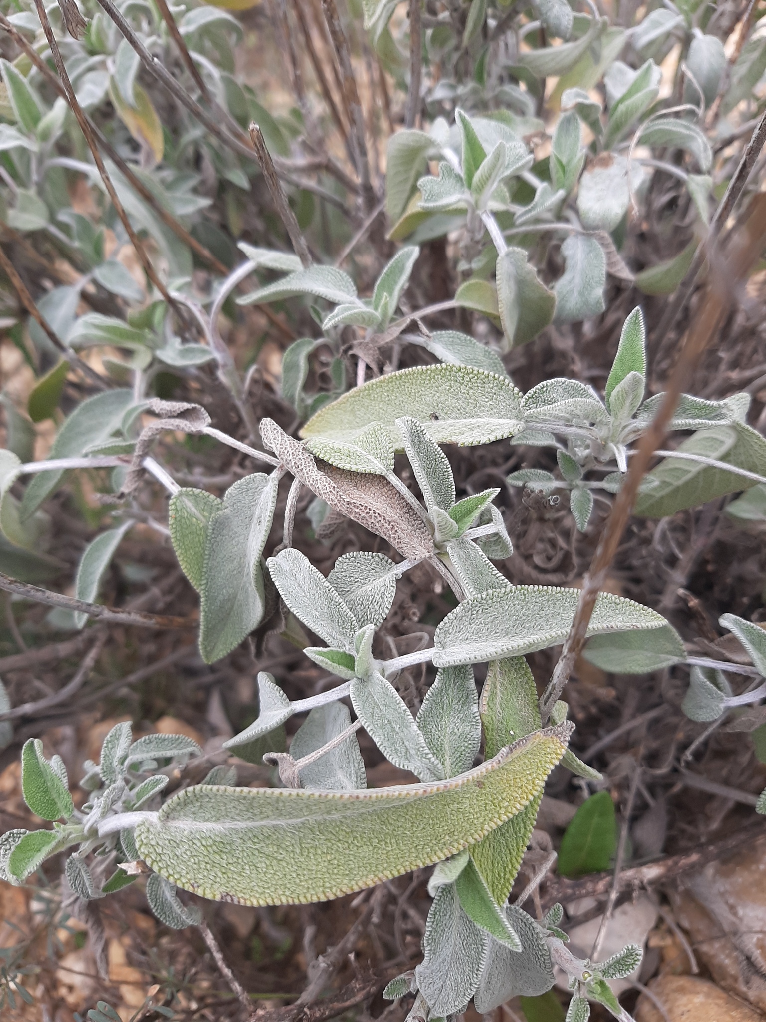Salvia officinalis L.