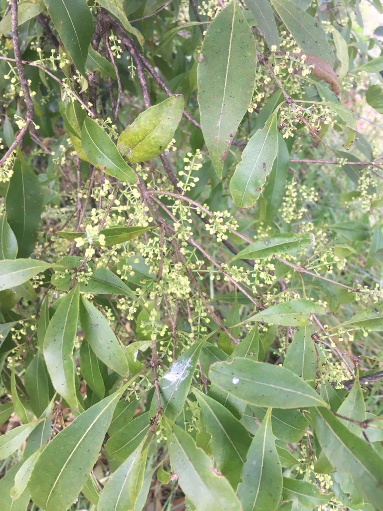 Veined Mock-olive from Old Princes Highway, Termeil, NSW, AU on January ...