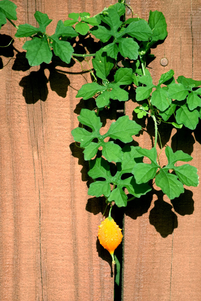 Bitter Melon from West End, FL, USA on August 8, 2020 at 07:43 AM by ...